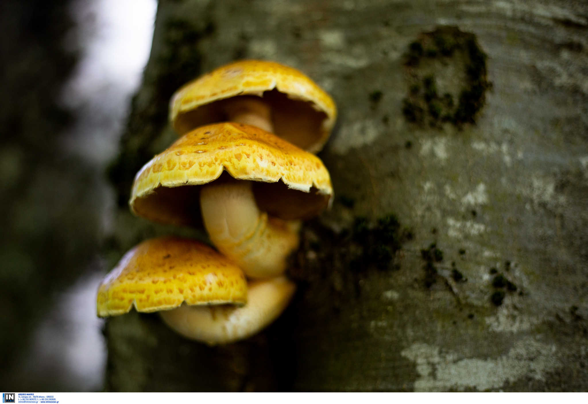 Πάνω από 15 τα δηλητηριώδη είδη μανιταριών στην Ελλάδα - Πως θα τα ...