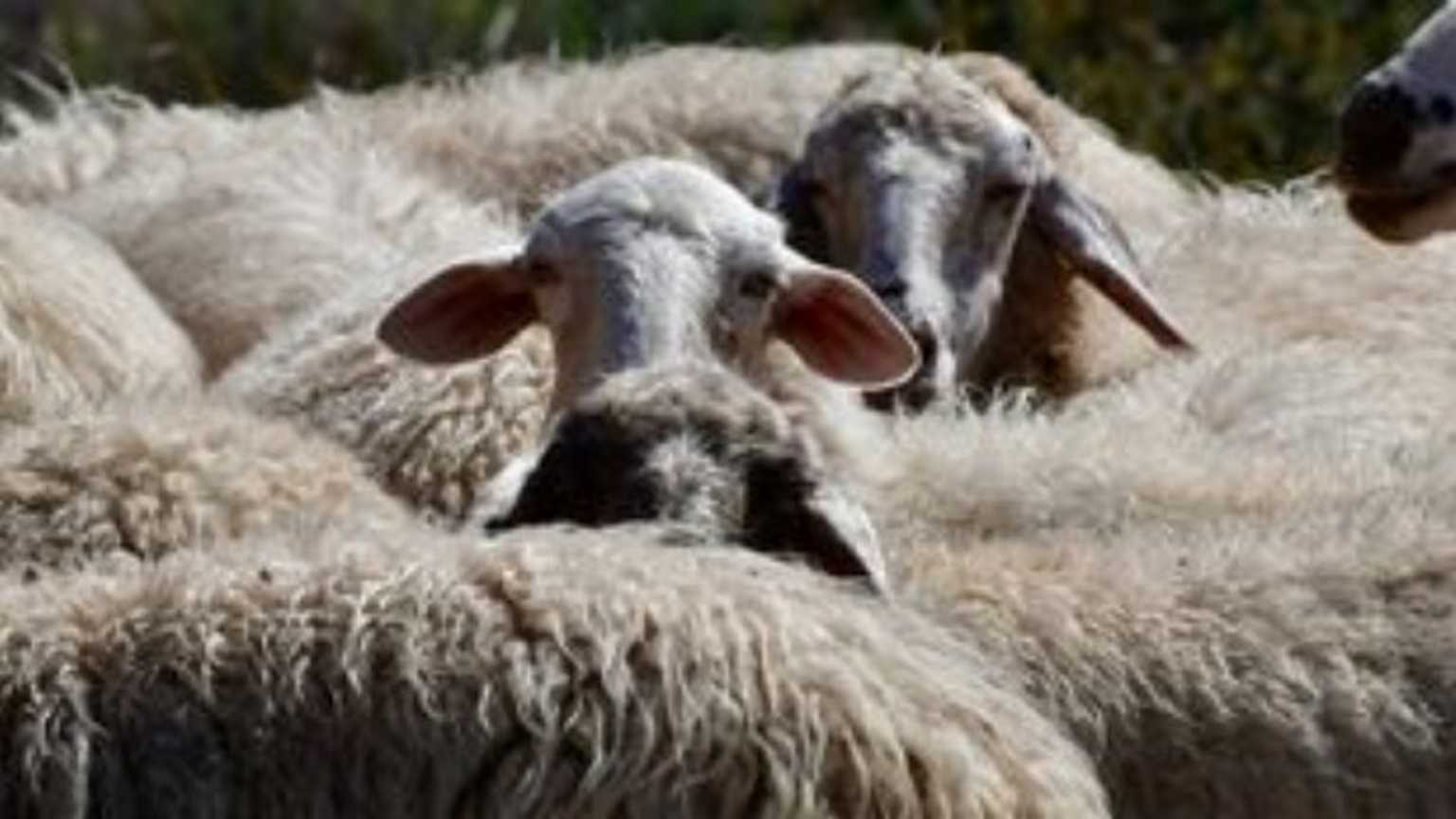 Ξάνθη: Δεν σκότωσε λύκος τα 14 ζώα στην κτηνοτροφική μονάδα - Έπνιξε 10 ...