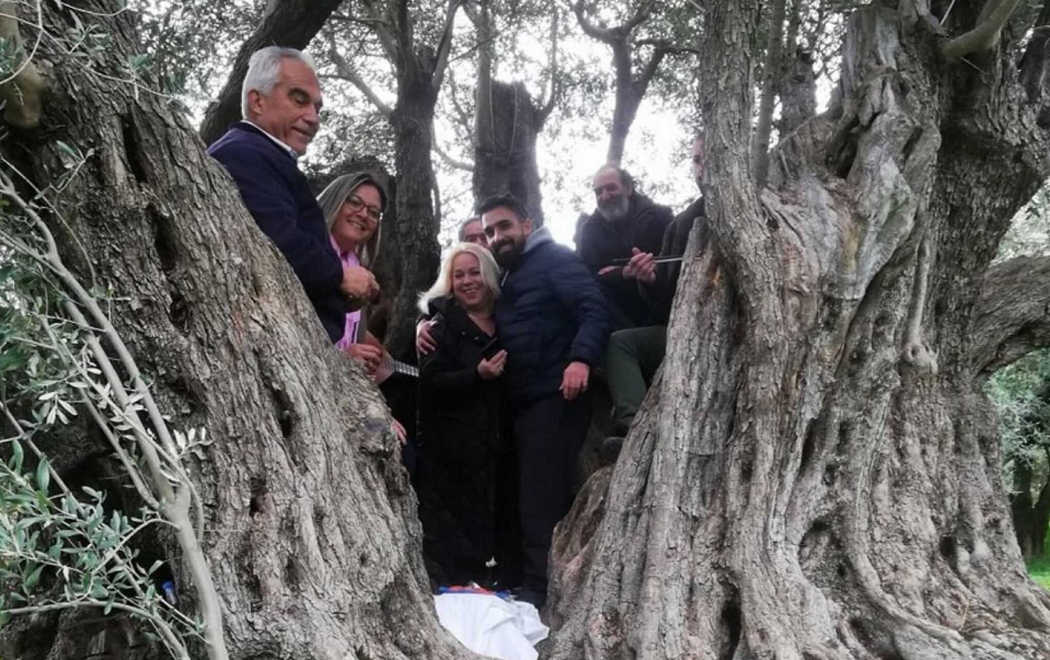 Κρήτη: Το ξεχωριστό γλέντι στον κορμό μιας ελιάς 2.500 χρόνων - Οι ...