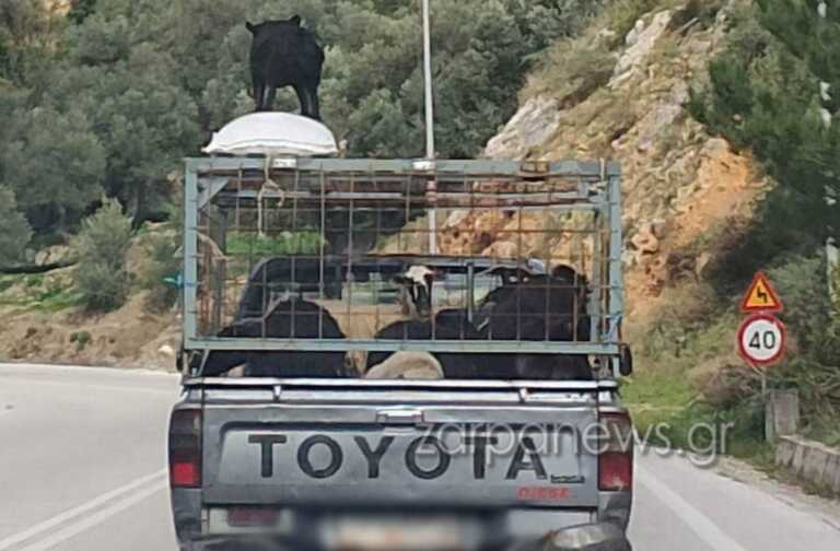 Τα πρόβατα στην καρότσα και ο σκύλος στην οροφή του αγροτικού πάνω σε ...
