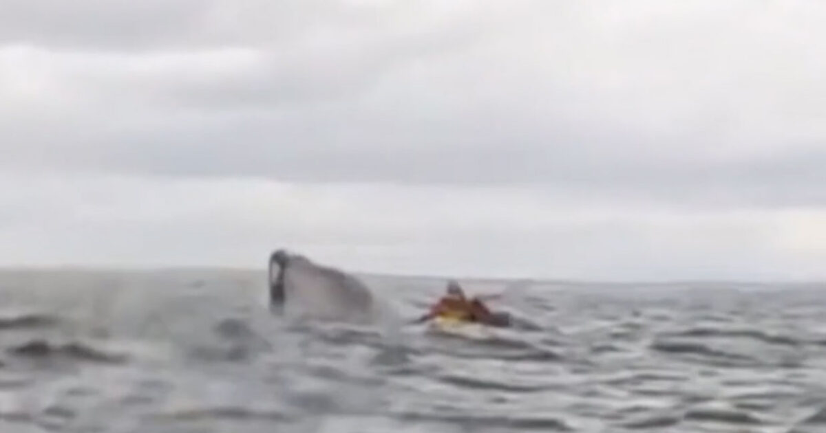 Χιλή: Η στιγμή που φάλαινα καταπίνει άνδρα που κάνει καγιάκ