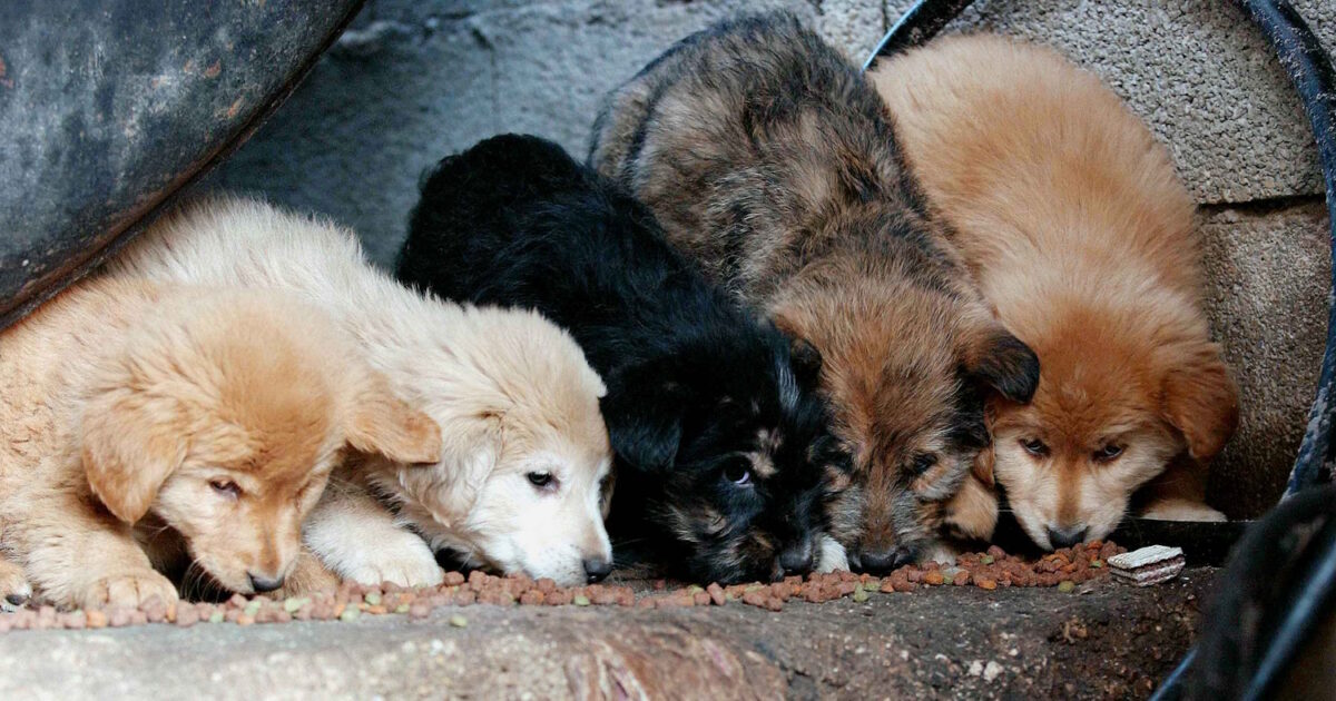 Πρόστιμο 270.000 ευρώ και 5 μήνες φυλάκιση σε συνταξιούχο με τη βούλα ...