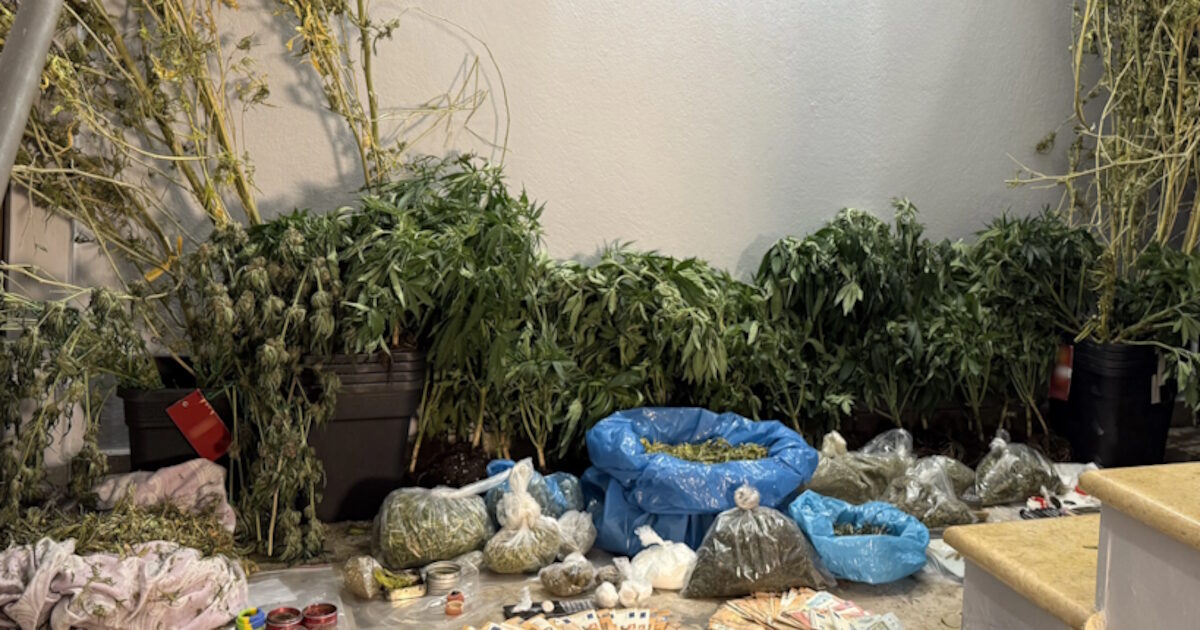Σπείρα στην Τροιζηνία καλλιεργούσε και διακινούσε κάνναβη - Φωτογραφίες ...