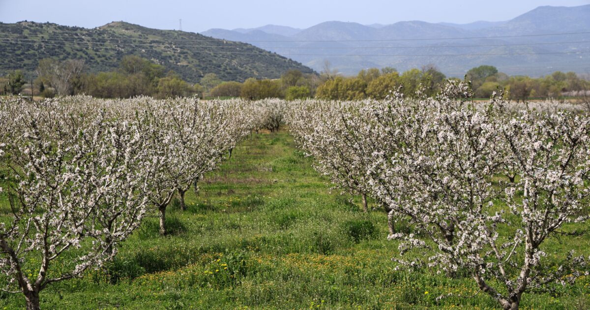 Σπριντ της κυβέρνησης να βάλει μπλόκο στα μπλόκα των αγροτών ^ στόχος ...