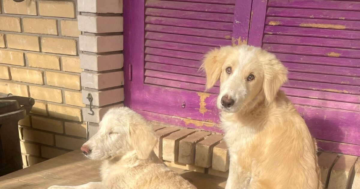 Επιθέσεις σκύλων: Τι φταίει πραγματικά και πώς μπορεί να προληφθούν ...